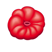 Understanding Stoma and Ostomy Basics - United Ostomy Associations of ...